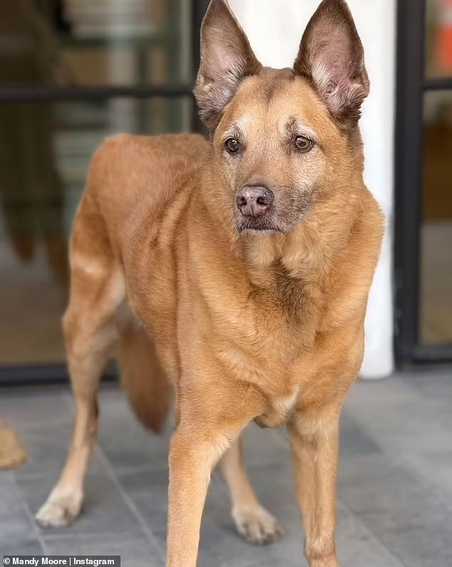 Mandy Moore shares the heartbreaking news that her 'extraordinary' dog ...