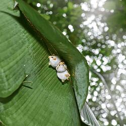 Meet The Honduran White Bat: It's Tiny, It's Fluffy, And It Builds ...