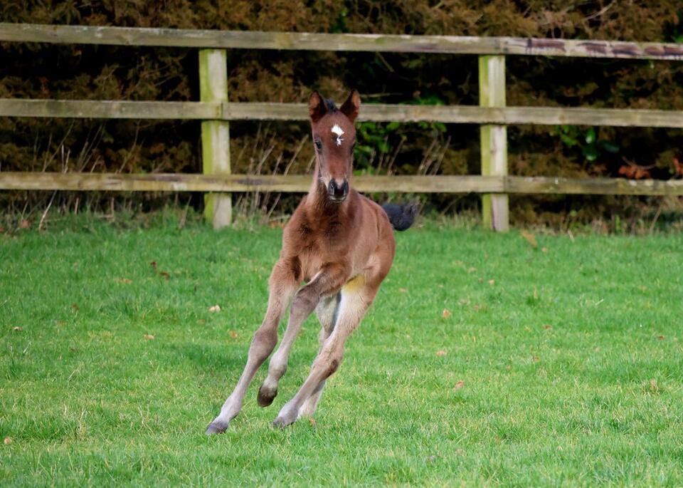 Tally-Ho Stud Welcomes First Foals by King Of Steel - NewsBreak