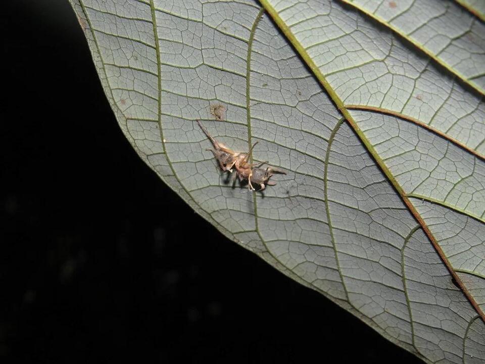 The Fungus That Mimics Zombie Ant Behavior Across Entire Species ...