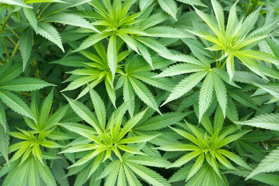 Epigenetic “Switch” May Help Breeders Boost Hemp Flavonoids and ...