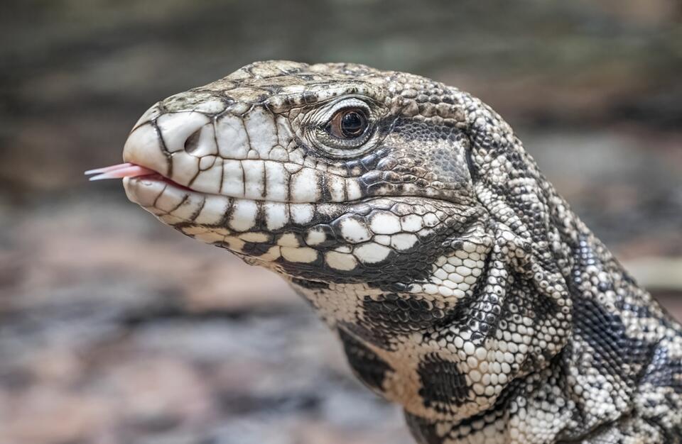 AI Helps Identify Fossil of Prehistoric Tegu That Lived in Florida 16 ...