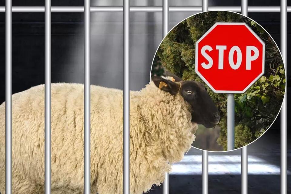 ‘Wanted’ Sheep Finally Captured by Police After Obeying Stop Signs ...