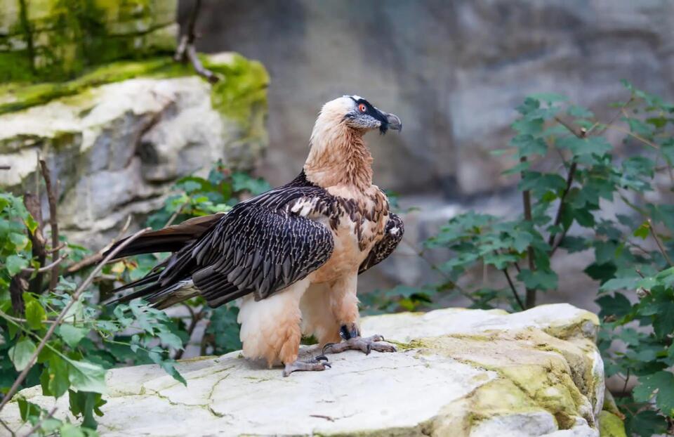 Spectacular creature makes stunning comeback after decades of absence ...