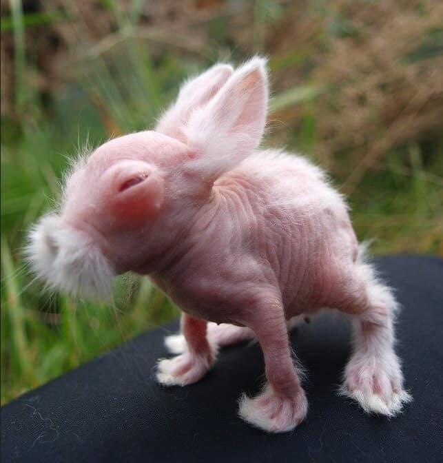 Is This a Baby Rabbit or a Kung Fu Master? - NewsBreak