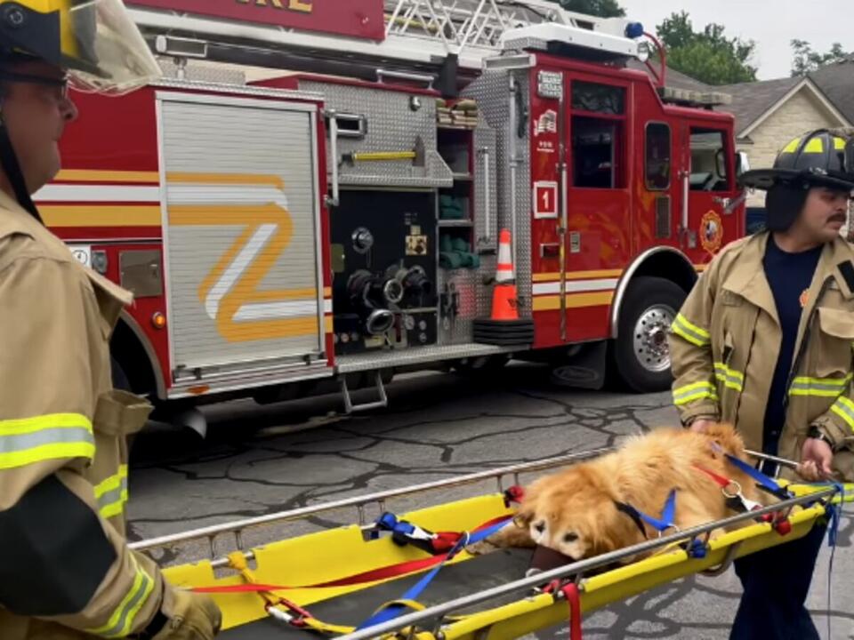 Waco firefighters, animal control rescue dog stuck in ravine