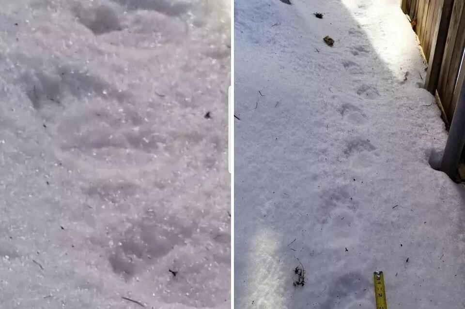 Did a Black Bear Roam New Bedford This Week? - NewsBreak