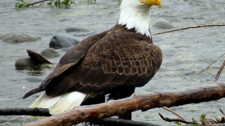 How DDT Nearly Wiped Out Bald Eagles in the 20th Century - NewsBreak