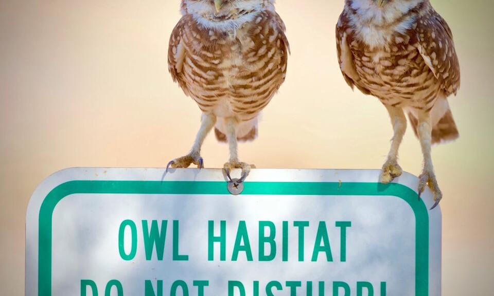 Pair of burrowing owls keep look out in charming photo - NewsBreak