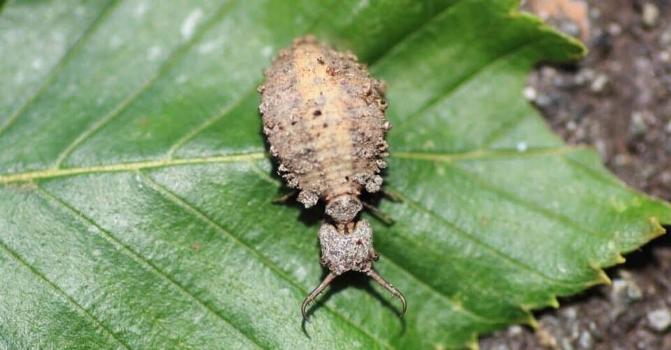 How To Identify Bugs With Wings that Look Like Ants - NewsBreak
