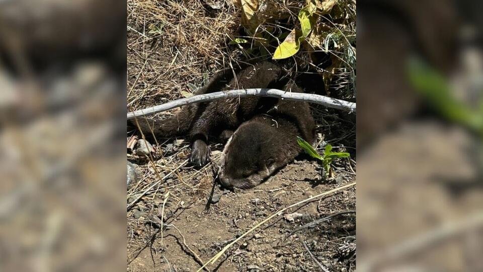 Oregon Ranger Notices Strange Shape In A Ditch And Finds Something He ...