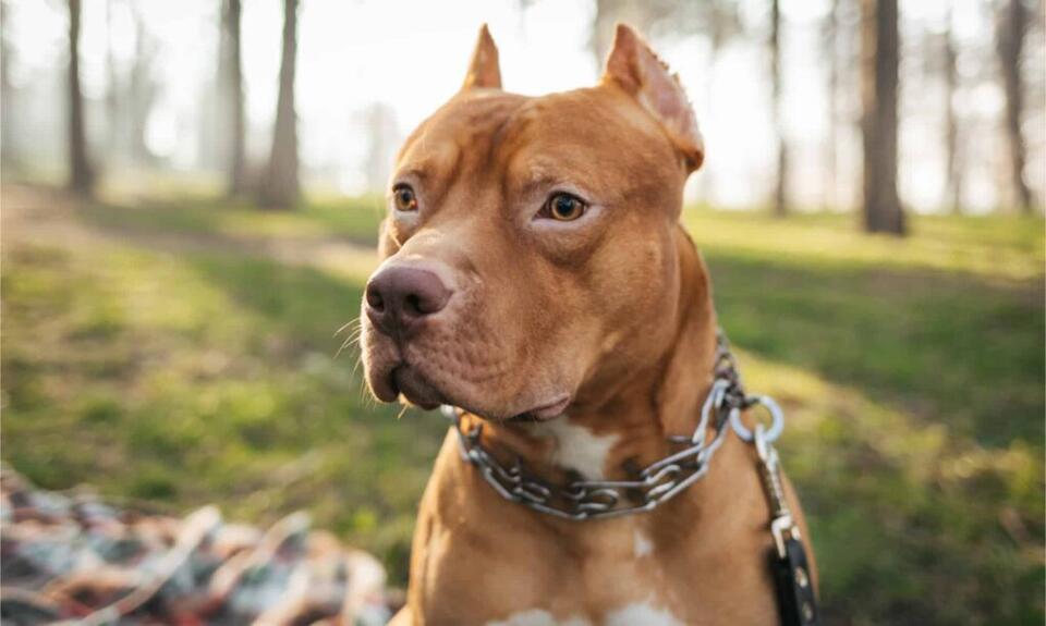 15 Best Types Of Bully Dog Breeds - NewsBreak