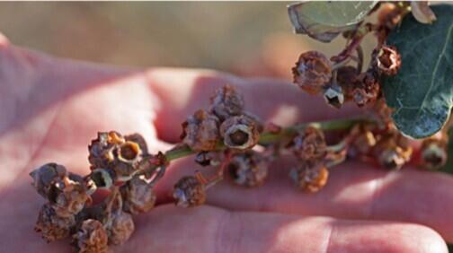 USDA issues disaster declaration for Florida in wake of crop damage by ...