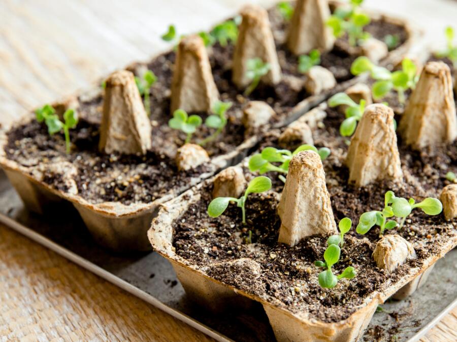 Womans Seed Germination Hack Gets Seeds Started In 48 Hours