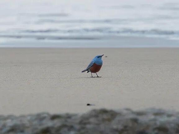 Teacher captures images of 'very rare' bird never before seen in US