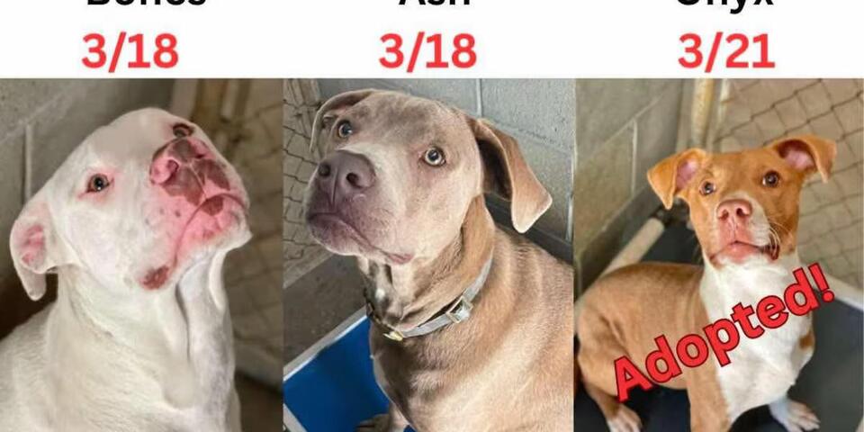 Bradford County Animal Services Shelter full, dogs up for adoption ...