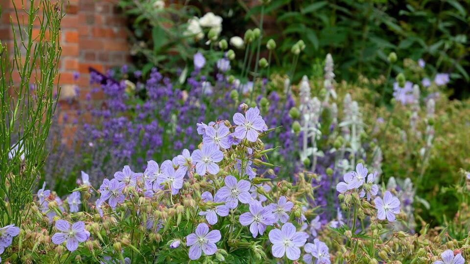 Flower bed trends for 2026 – the hottest colors, combinations, and ...
