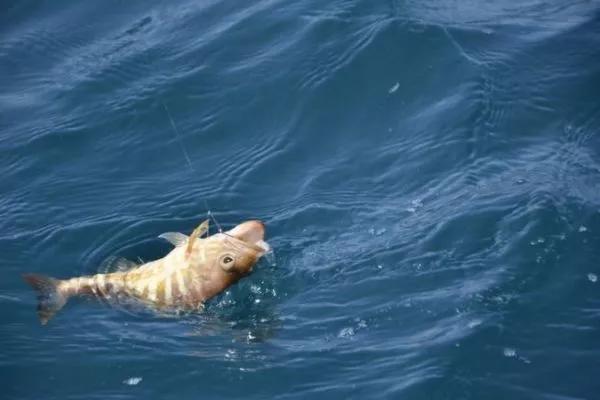 Fishing for rock fish in the Mediterranean, baits and tips - NewsBreak