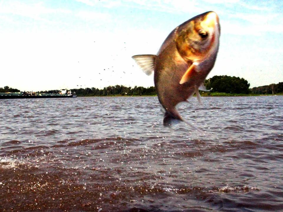 Great Lakes invasive carp barrier project reaches major milestone
