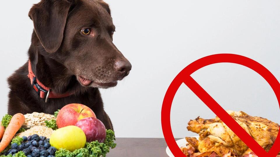 These Thanksgiving Favorites Are Toxic to Pets - NewsBreak