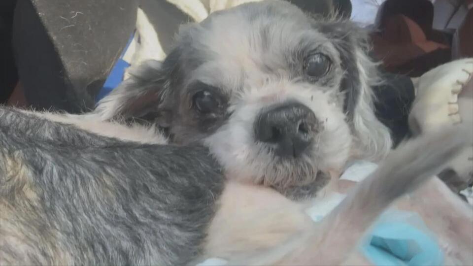 Pet Pals TV | Local rescue dog’s journey from near-death to recovery ...