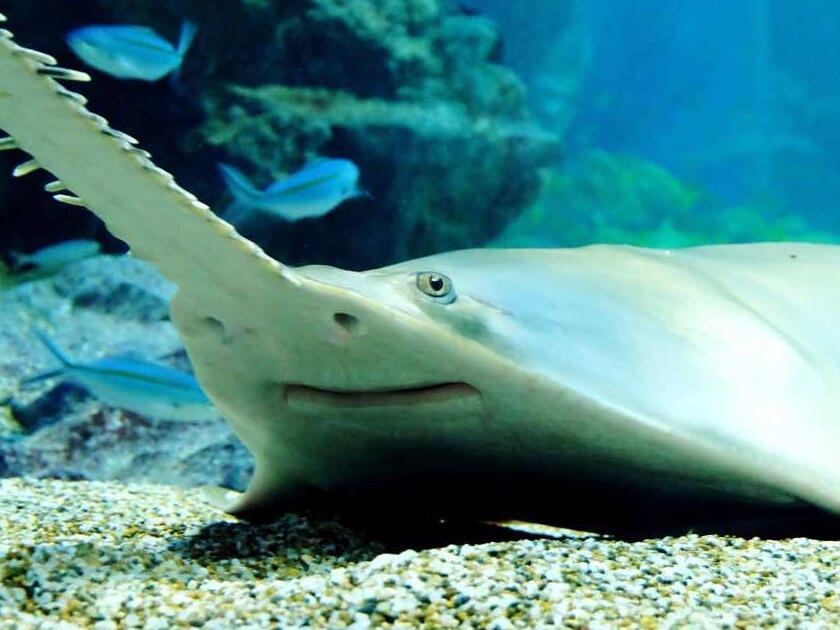 Scientists Stunned as Hundreds of Fish Mysteriously Spin to Death in ...