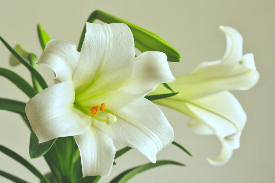 Sister Benet (Cleo Patricia) Frandrup, OSB, Saint Benedict’s Monastery ...