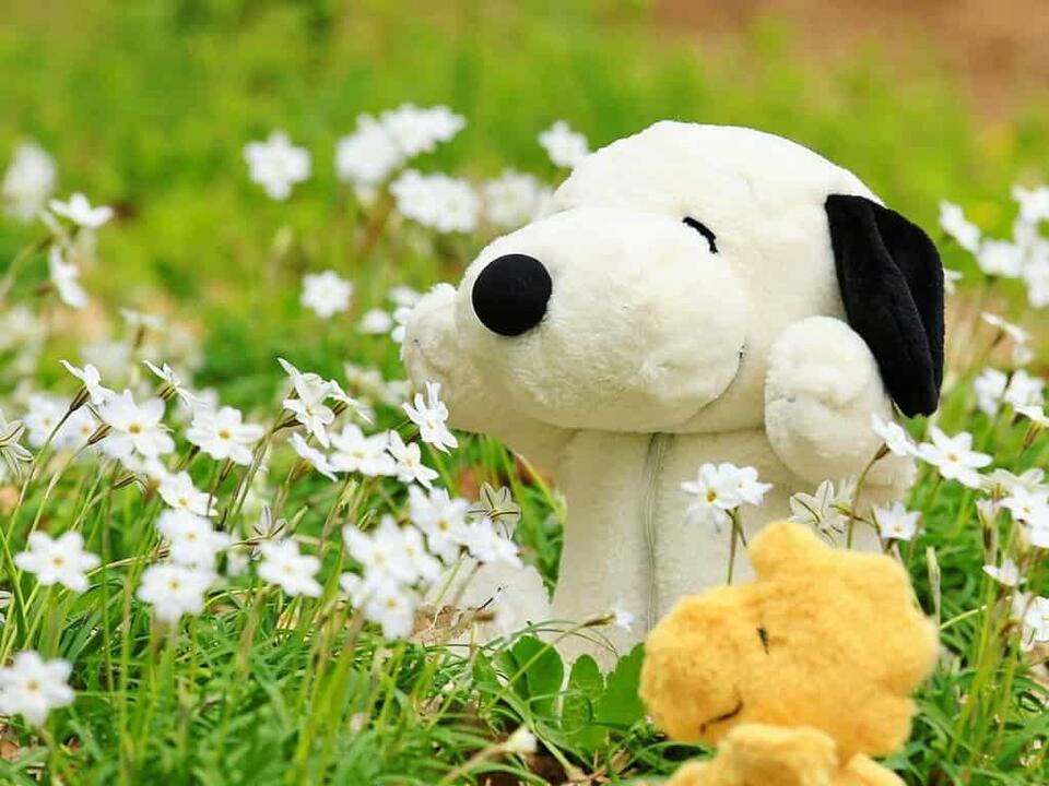Snoopy’s Birthday: August 10 and 15 Fun Ways to Celebrate the Famous Pup