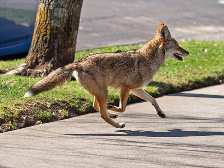 DNA Tests Show Trio of 'Wolves' Spotted in Nevada Were Really Coyotes
