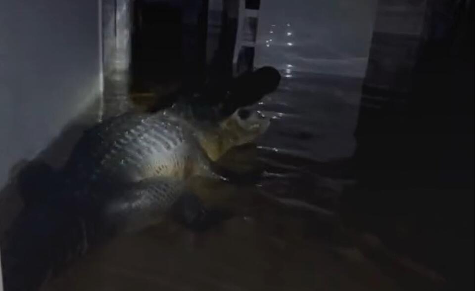 Florida Man Finds Massive Alligator Inside Flooded Home In Aftermath Of ...