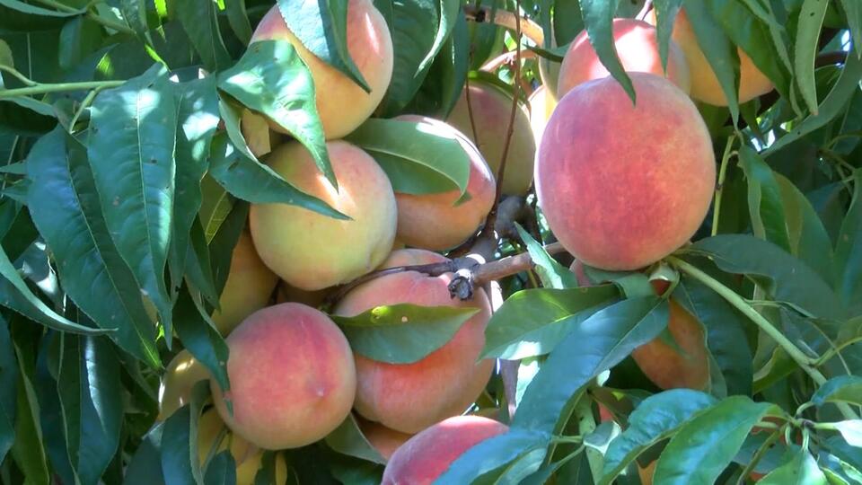 Chico State's University Farm holds annual U-Pick Peaches event - NewsBreak