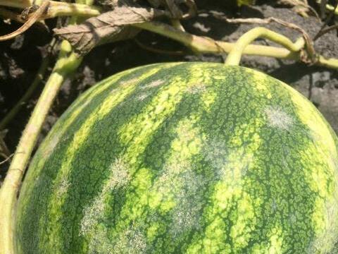 Powdery Mildew Disease Resistance Concerning for Florida Watermelon ...