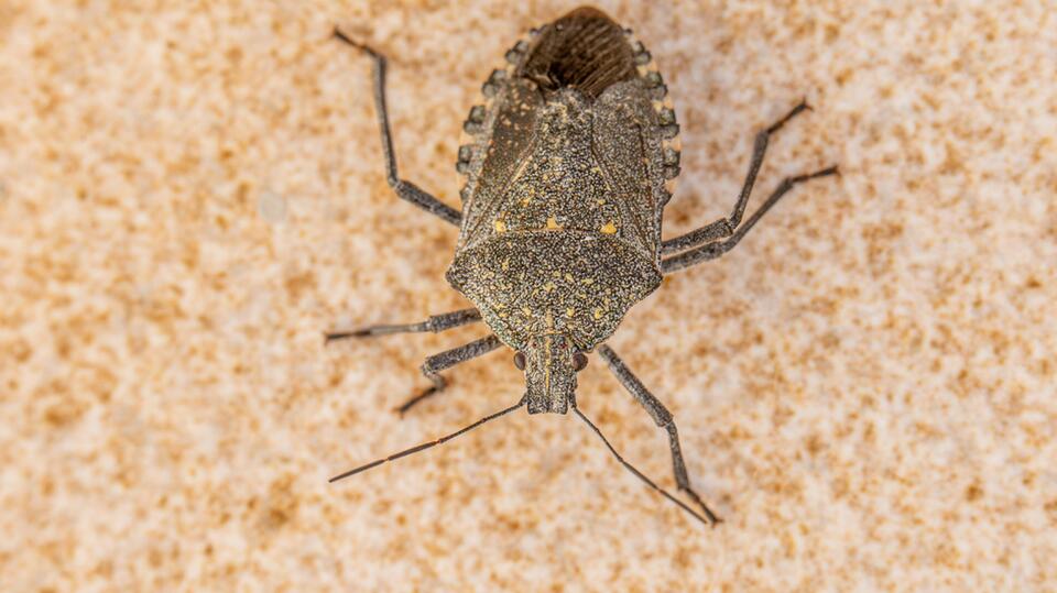 Stink bugs are invading Ohio homes right now. Here’s why and how to ...