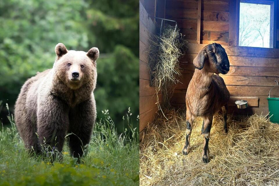 Goat Attacked by a Bear Recovering in Ulster County - NewsBreak