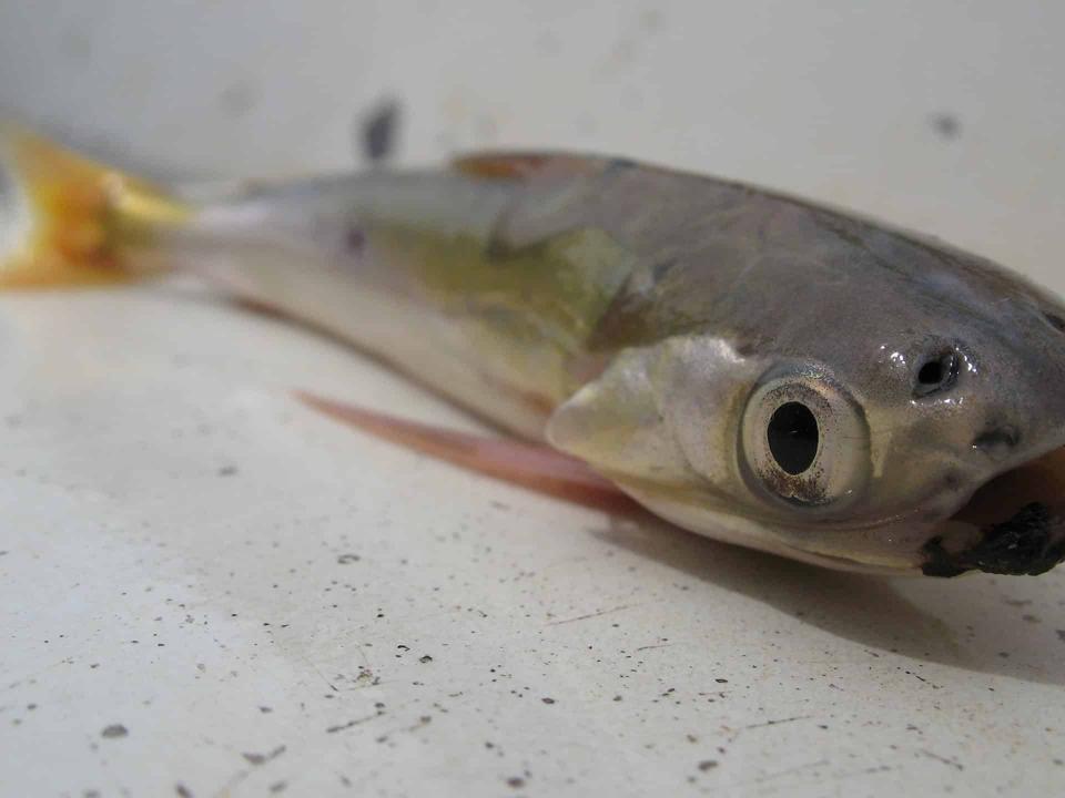 Deadly Fish: The 10 Deadliest Fish In The World