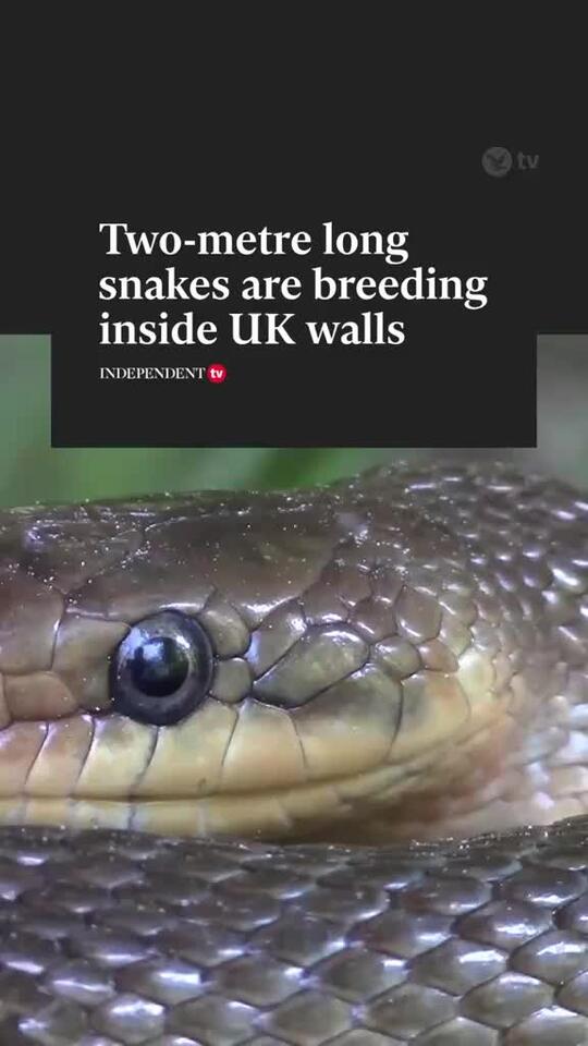 One of Europe’s largest snake species is crawling up walls and into ...