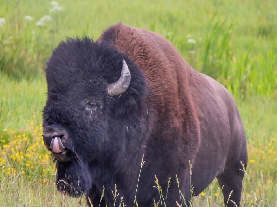 Two local men arrested by Yellowstone Park rangers after bison incident