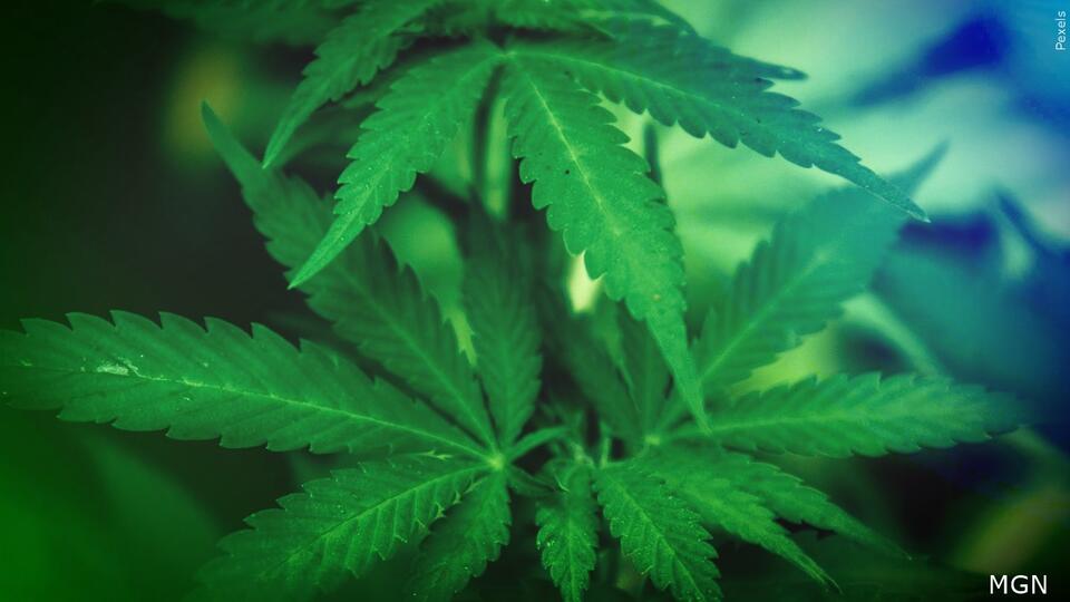 2 Southern Colorado medical marijuana dispensaries named in warning of ...