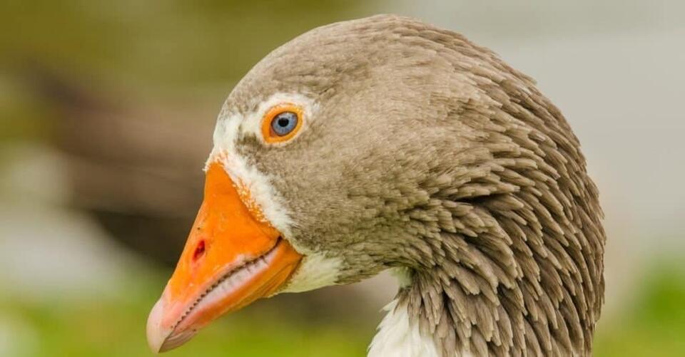 5 Birds With Teeth - NewsBreak