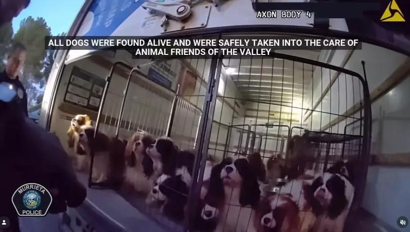 33 Dogs Rescued from Truck in Riverside County - NewsBreak