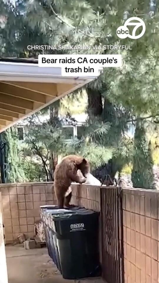 Watch: Bear raids California woman's trash can - NewsBreak