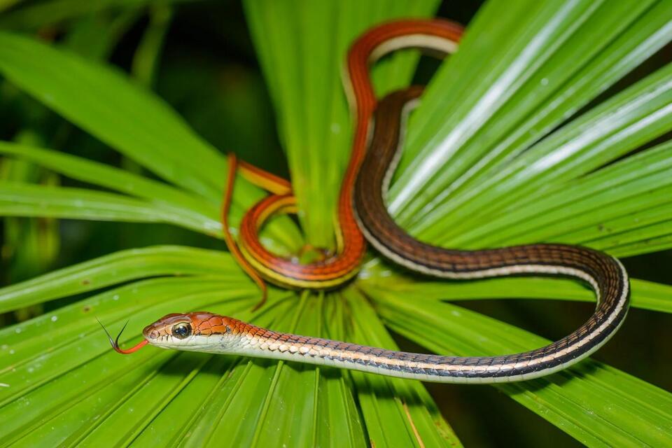The Most Unique Patterns in Snake Breeds - NewsBreak