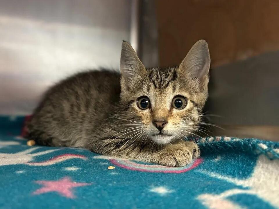 Animal Resources temporarily suspends cat and kitten adoptions - NewsBreak