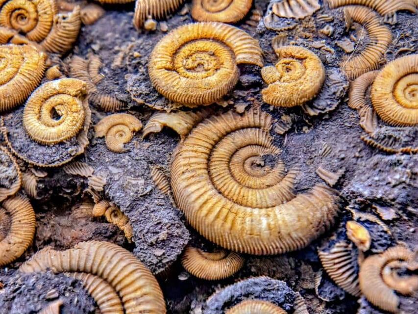 Ammonites' extinction was complex, not inevitable