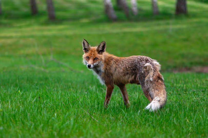 Cyanide bombs return to public lands as Donald Trump reverses Biden-era ...