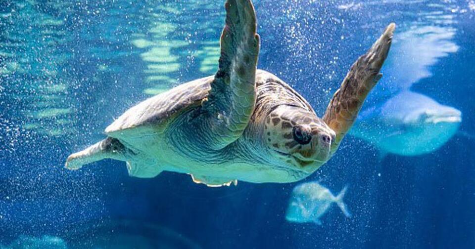 MAKE A DIFFERENCE: You can help save sea turtles - NewsBreak