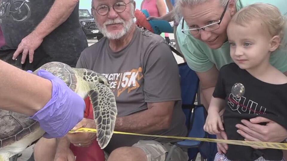 Ten green sea turtles return to the Gulf during ARK’s first public ...