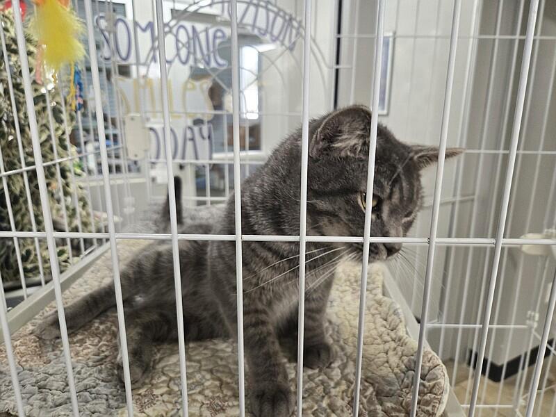 Animal Welfare League Of Kosciusko County Seeking Long-Term Donors For ...