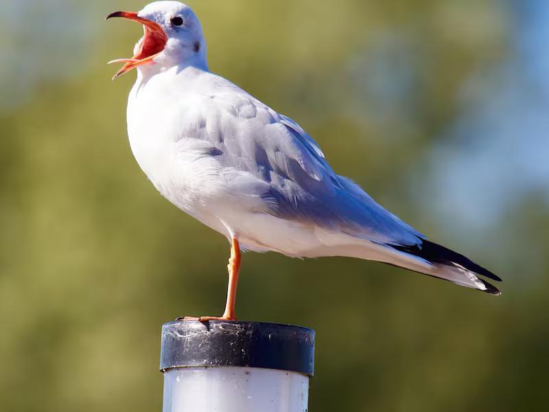 Cleanup of seagull droppings leads to $2.5 million lawsuit at Depoe Bay
