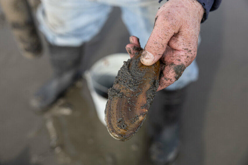 WDFW approves seven days of coastal razor clam digs beginning Dec. 31 ...